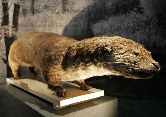 Japansk odder - Japanoholic.dk