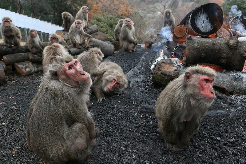 Japan Monkey Center - Japanoholic.dk