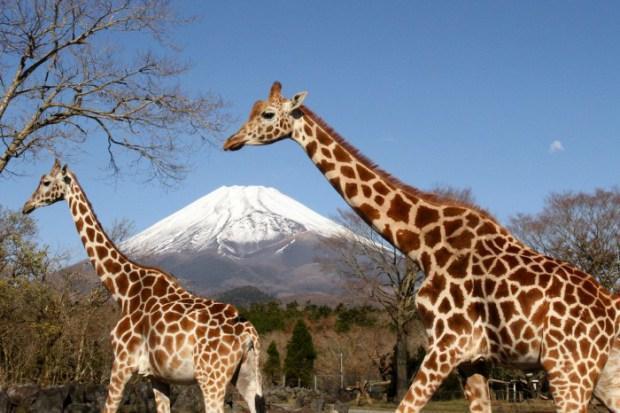 Fuji Safari Park – Japanoholic.dk