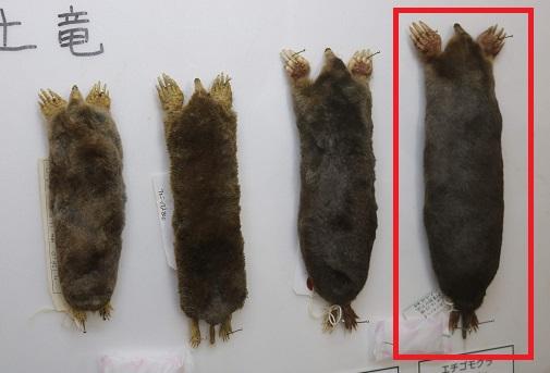 Mogera etigo - Japanoholic.dk