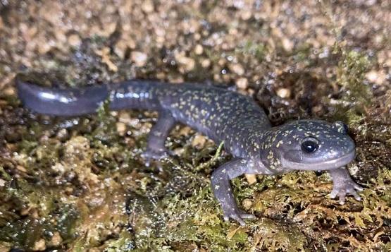 Hynobius kimurae - Japanoholic.dk